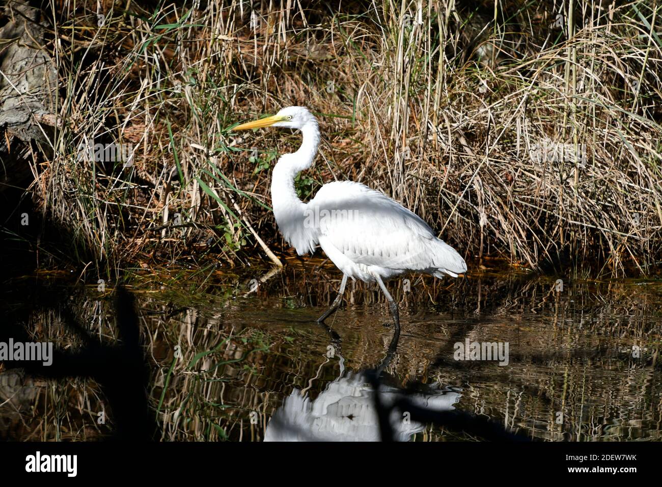 Egret wading in water Stock Photo - Alamy