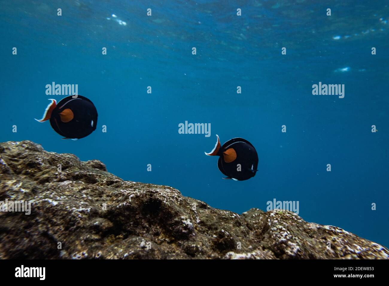 Two fish swim in a row above coral in the clear blue waters of hawaii ...