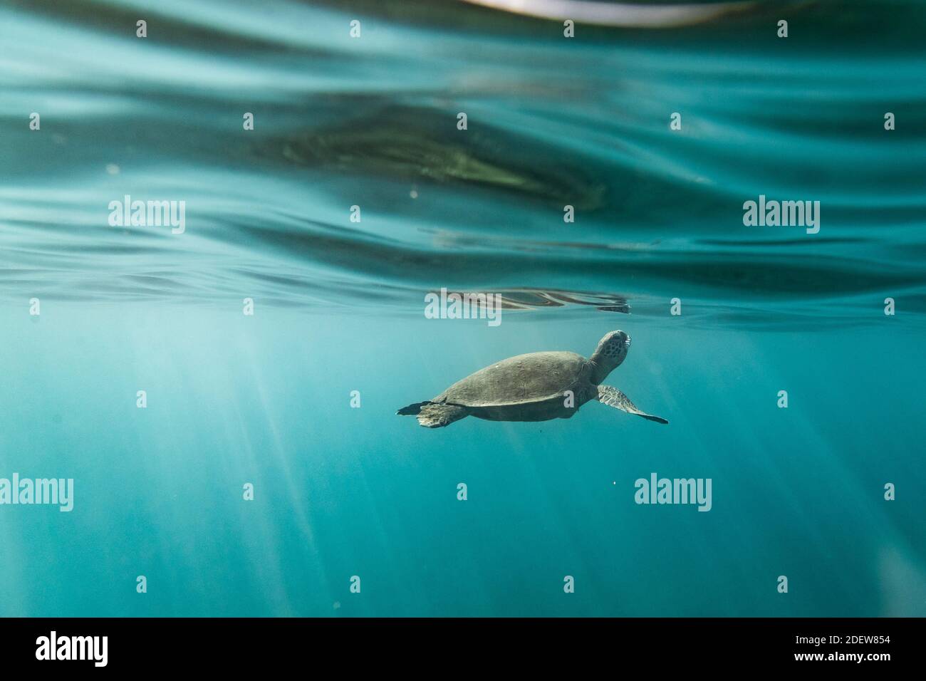 Sea turtle just below the ocean's surface with light streaks Stock ...