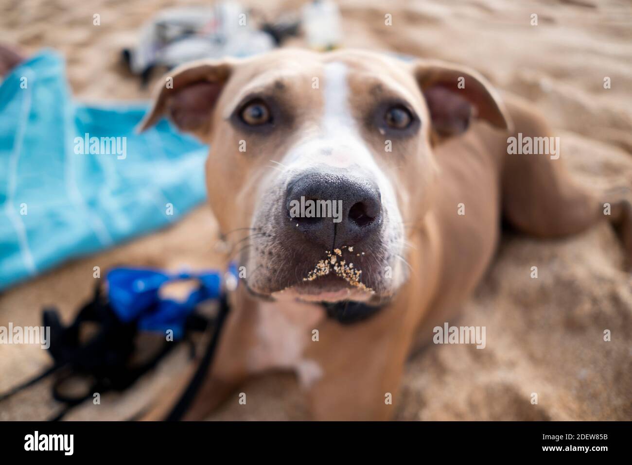 Portrait of a brown dog with a sandy nose on the beach Stock Photo - Alamy