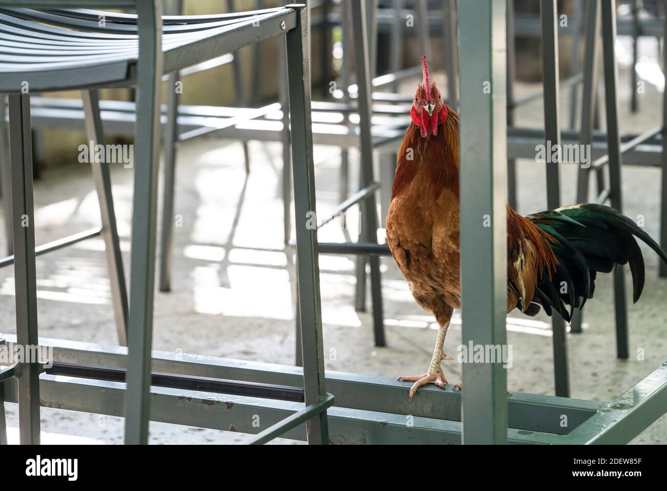 Rooster sits at base of a public metal table staring at camera Stock ...