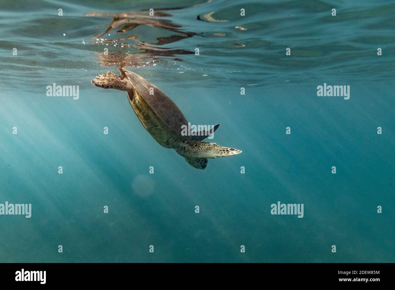 Sea turtle dives down into the ocean from the sea's surface in hawaii ...