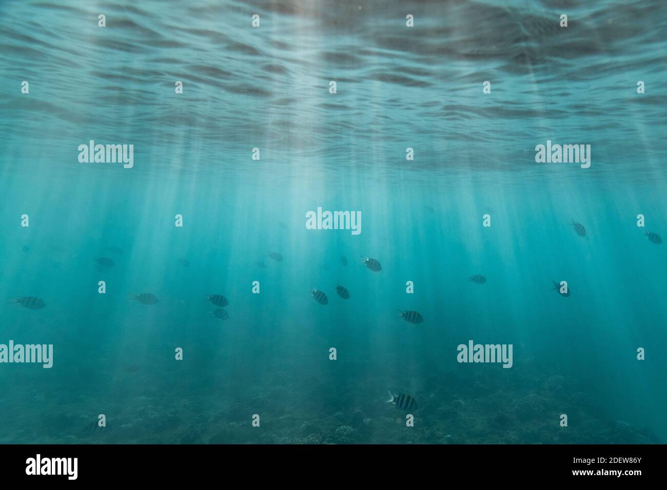 a school of fish swim through light streaks beneath ocean surface Stock ...