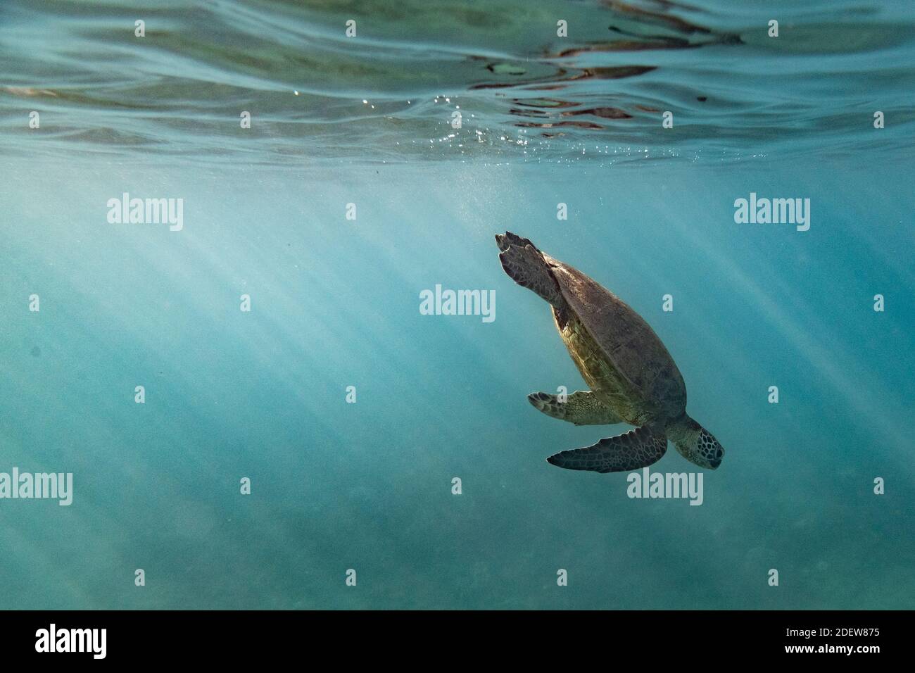 Sea turtle diving down from the surface of the ocean in hawaii Stock ...