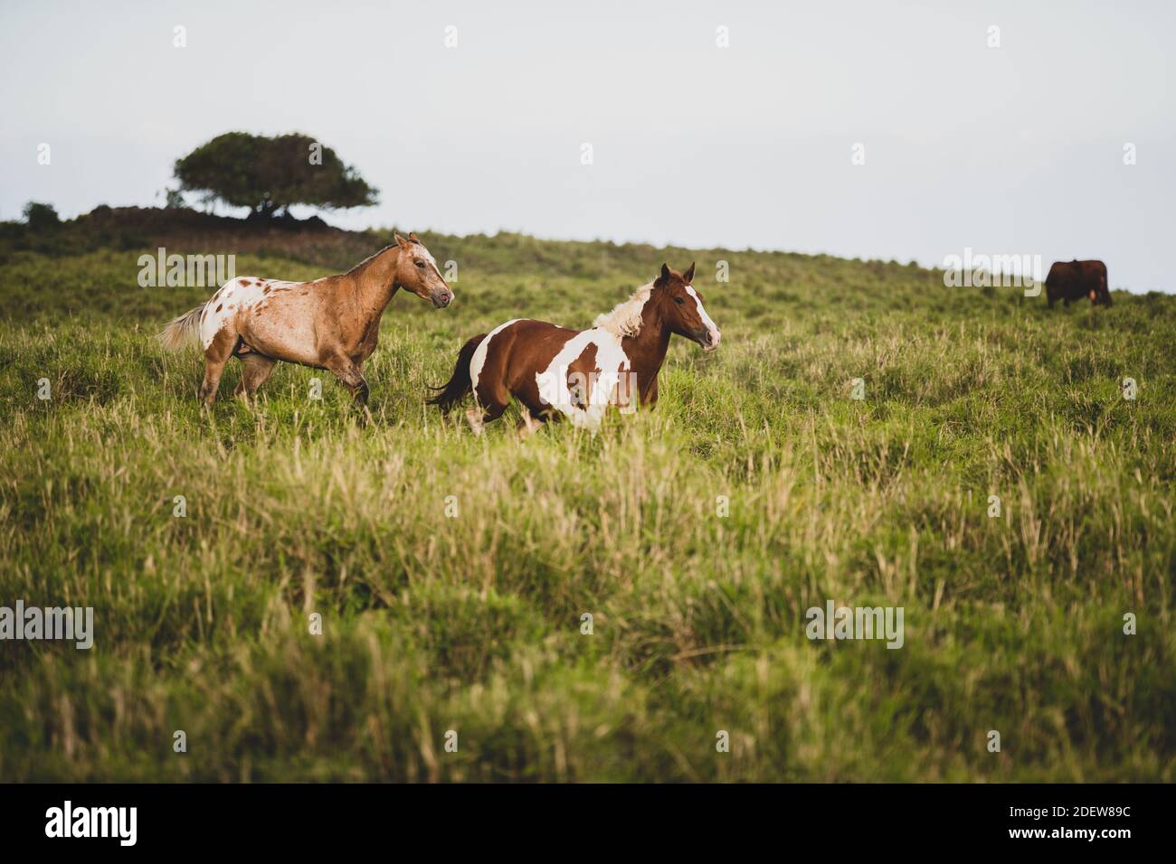 Two horses run through grassy field Stock Photo - Alamy