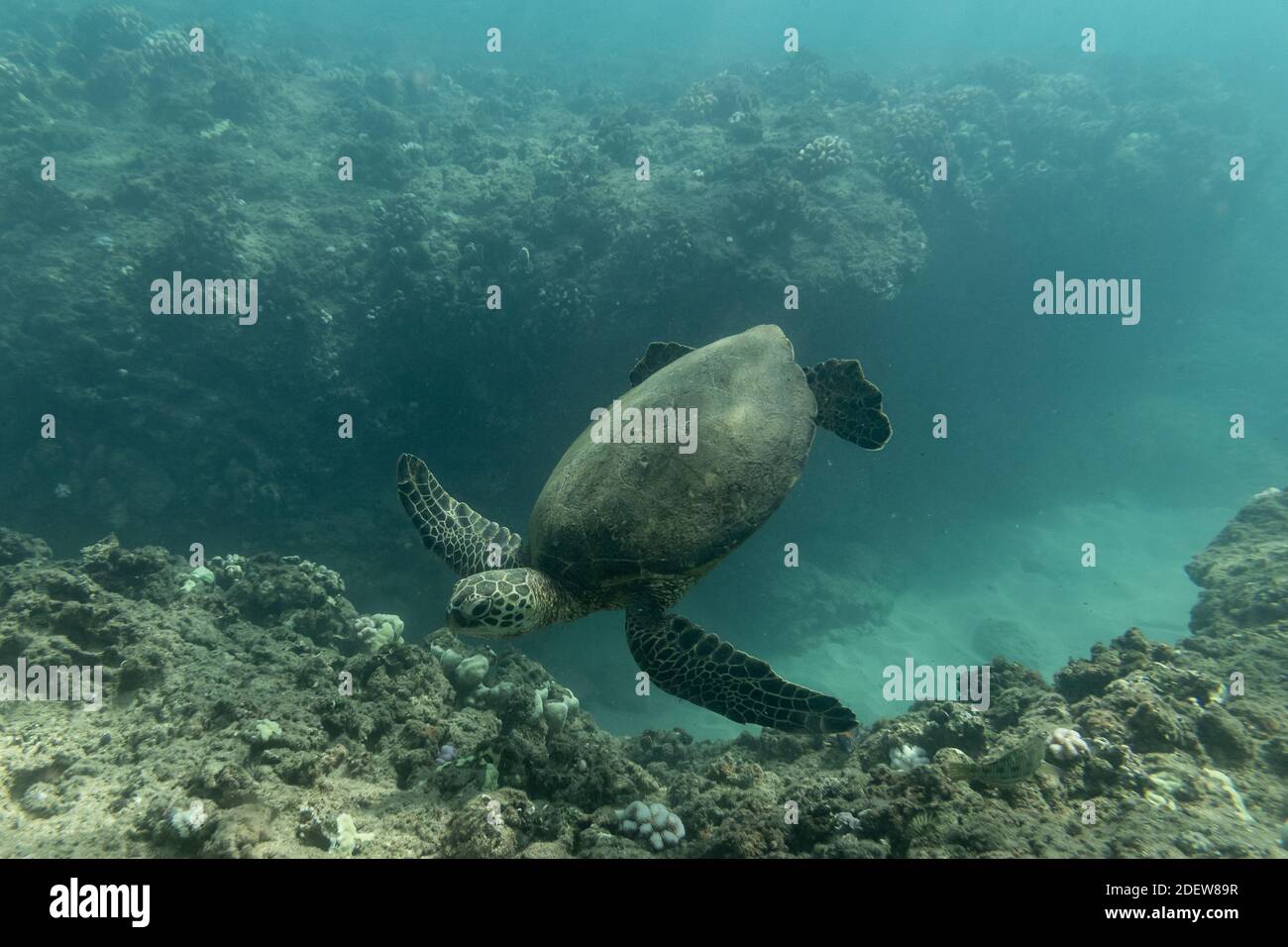 A sea turtle eats from a coral reef in hawaii Stock Photo - Alamy