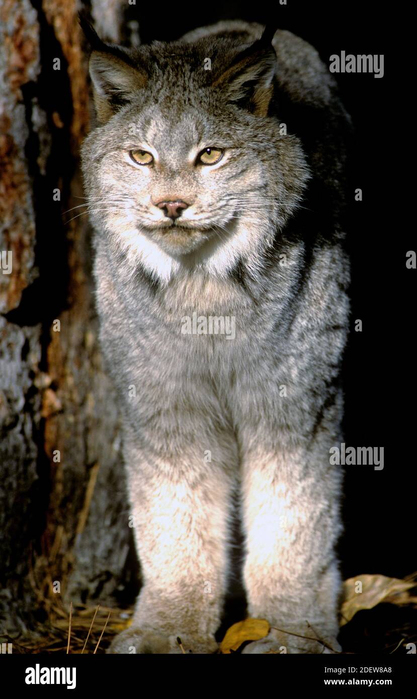 Canada lynx (Lynx canadensis) - captive - NW Montana Stock Photo - Alamy