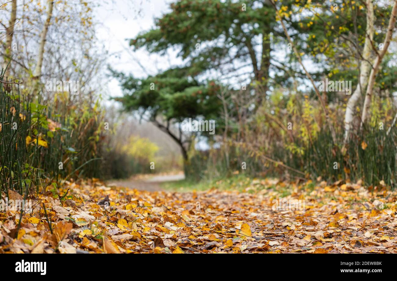 Pathway through autumn forest hi-res stock photography and images - Alamy