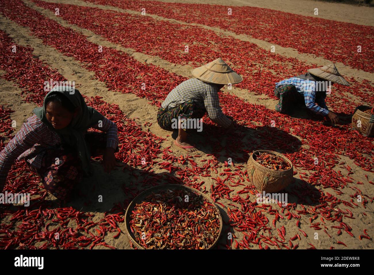Bagan farm workers hi-res stock photography and images - Alamy