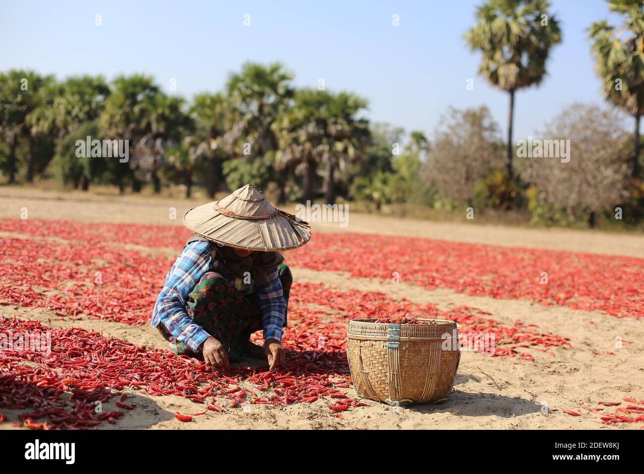 Peasant women wearing traditional hats working to dry paprika. Myanmar ...