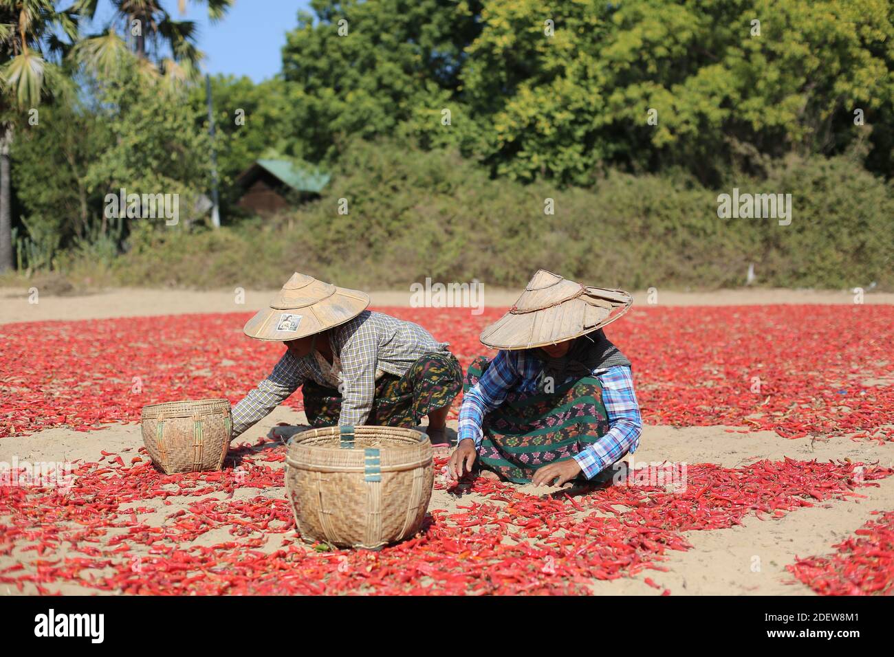 Bagan farm workers hi-res stock photography and images - Alamy