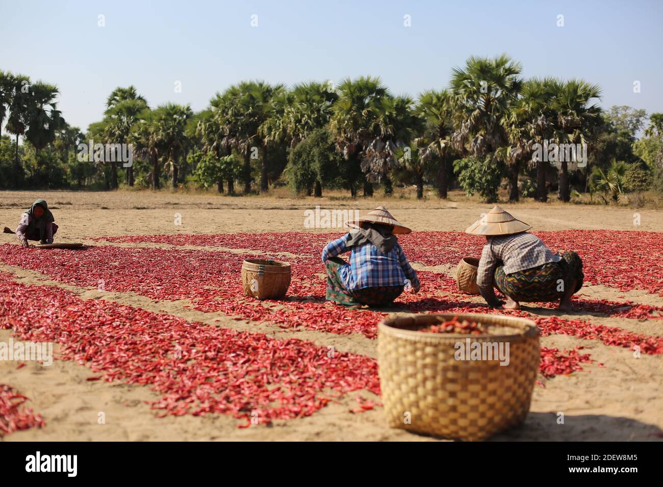 Bagan farm workers hi-res stock photography and images - Alamy