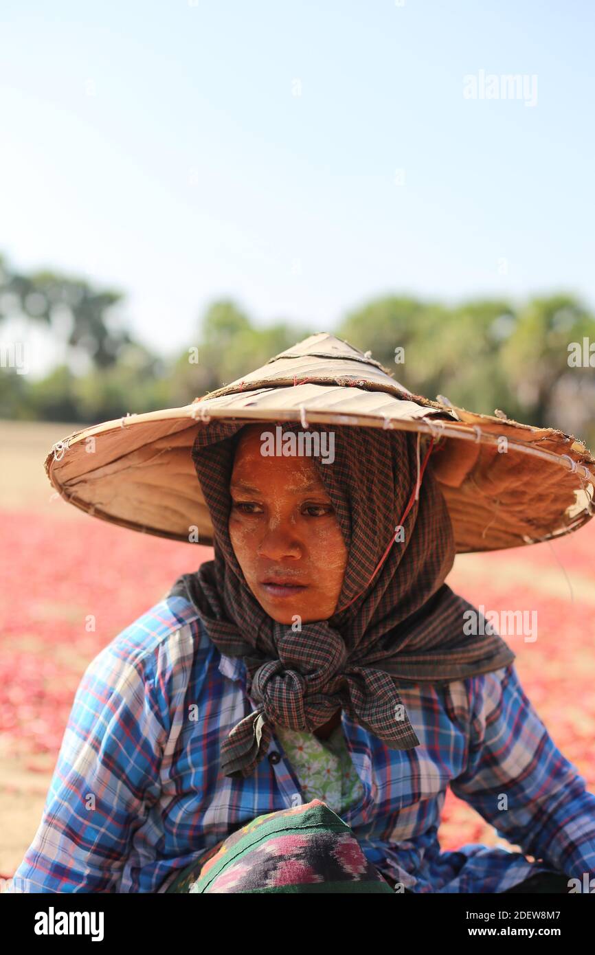 Bagan farm workers hi-res stock photography and images - Alamy
