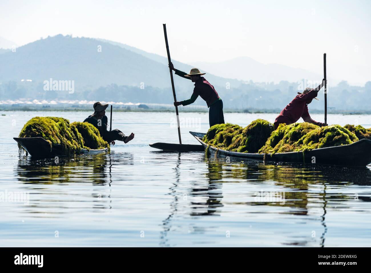 Seaweed harvesting hi-res stock photography and images - Alamy