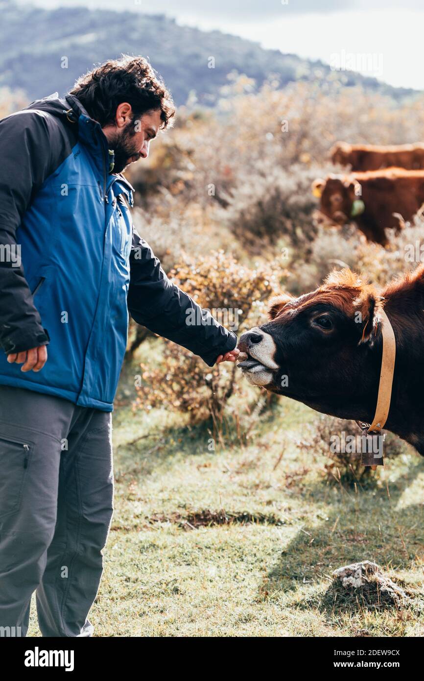 Hand feeding cow hi-res stock photography and images - Alamy