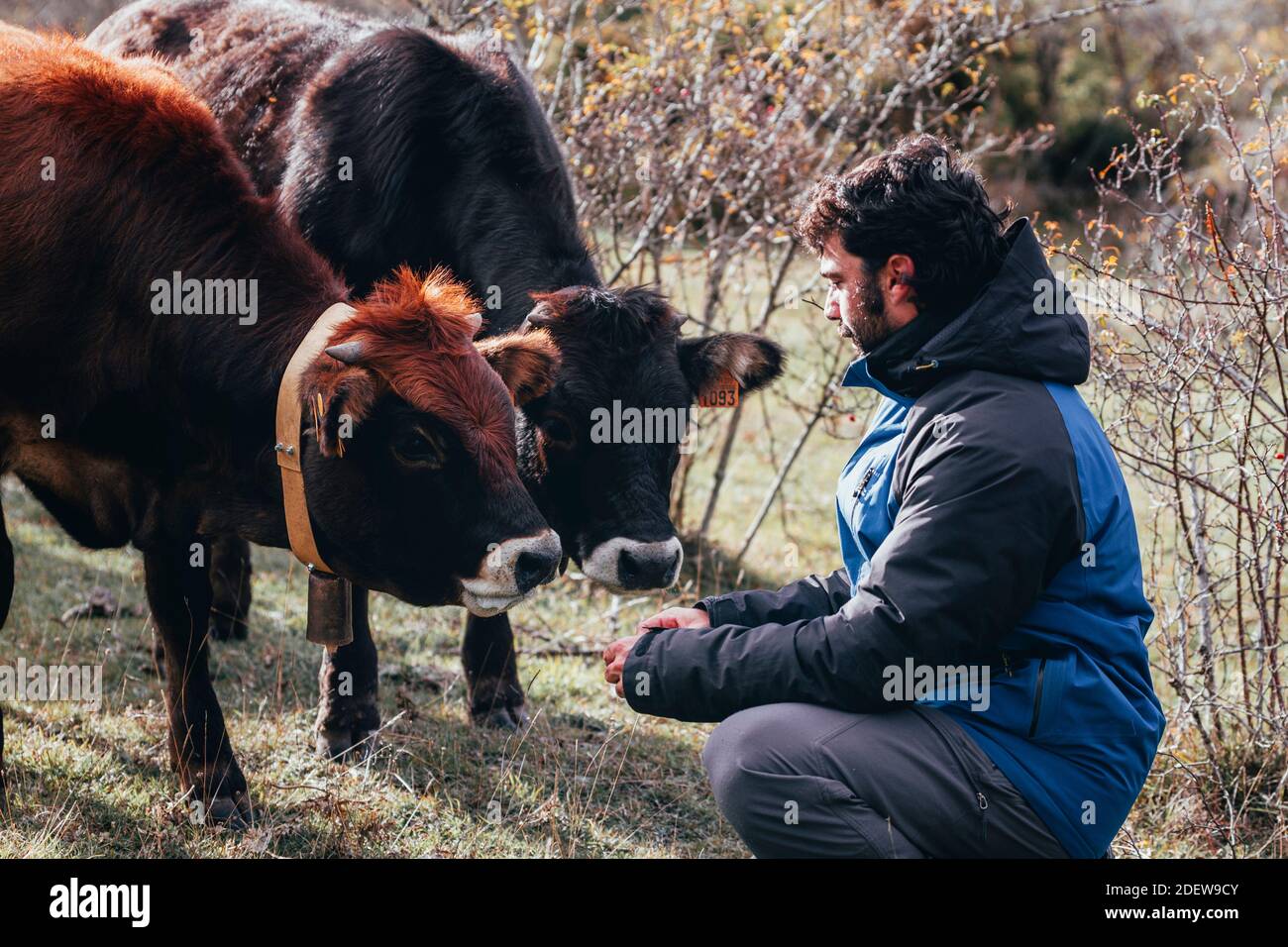 Hand feeding cow hi-res stock photography and images - Alamy