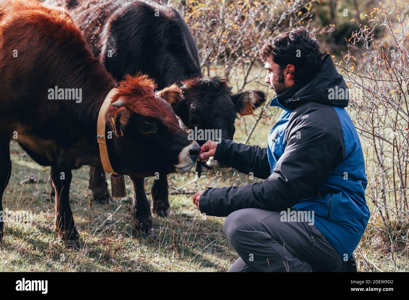 Hand feeding cow hi-res stock photography and images - Alamy