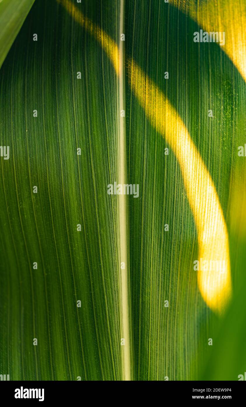 Green growing leaves of maize in a field. Background Stock Photo - Alamy