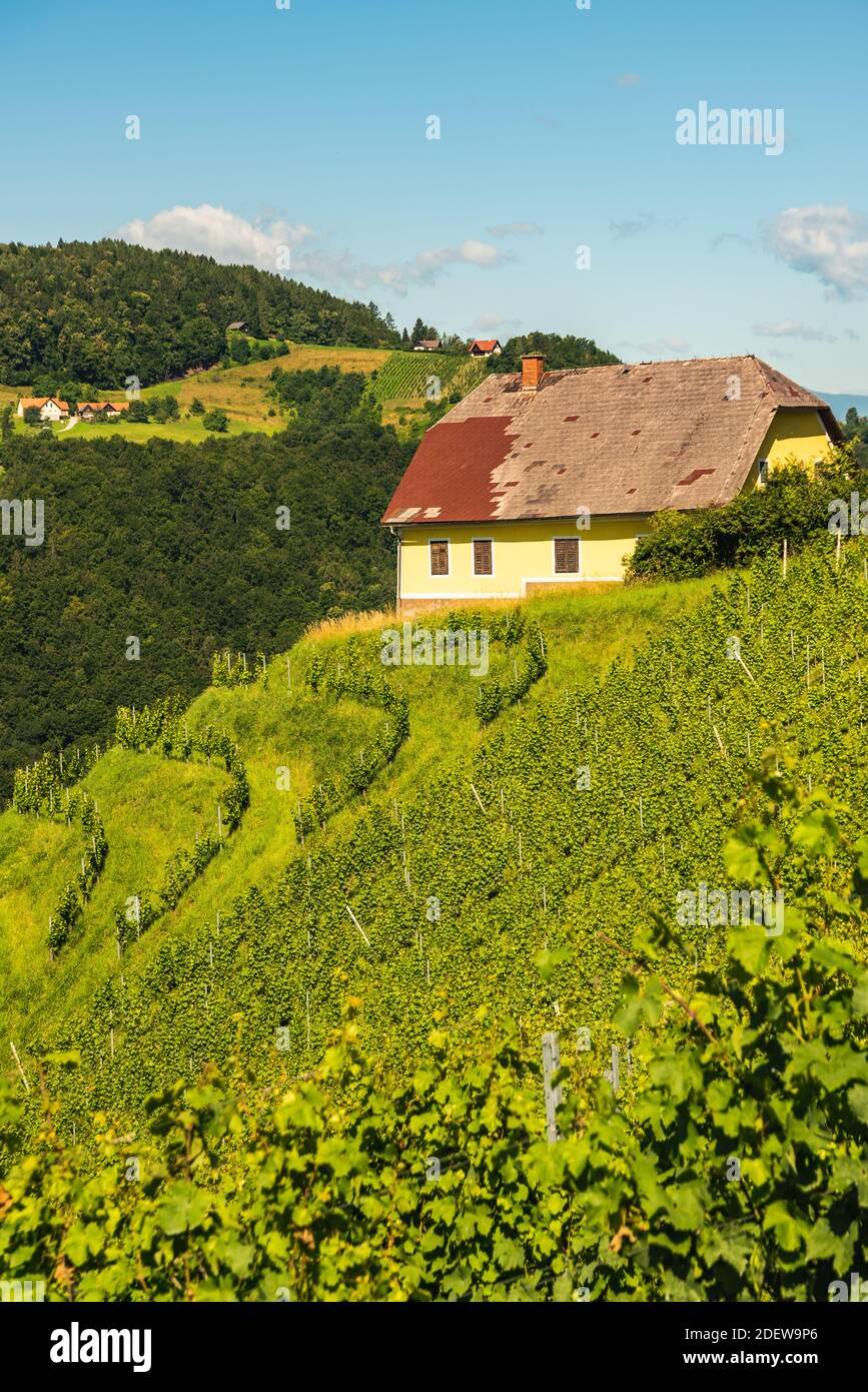 Vineyard on Austrian countryside. Landscape of styrian nature.. Kitzeck ...