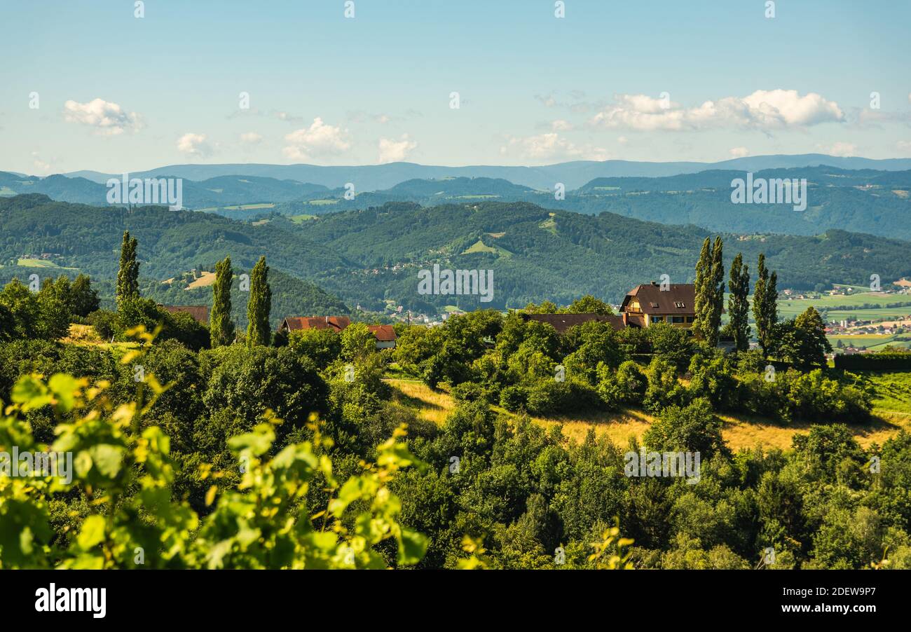 Vineyard on Austrian countryside. Landscape of styrian nature.. Kitzeck ...