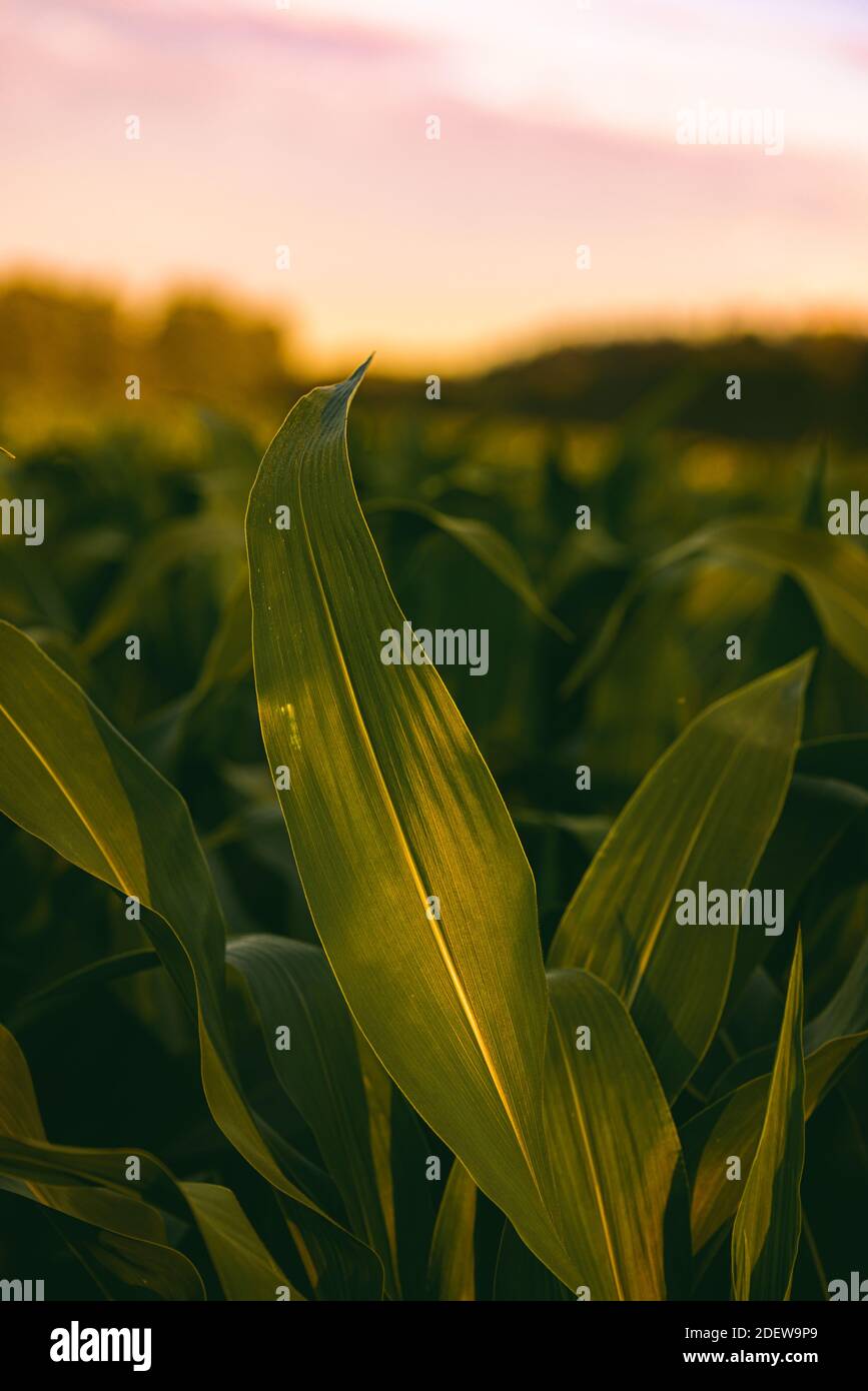 Corn field in sunset. Maize closeup, agriculture theme. Selective focus ...