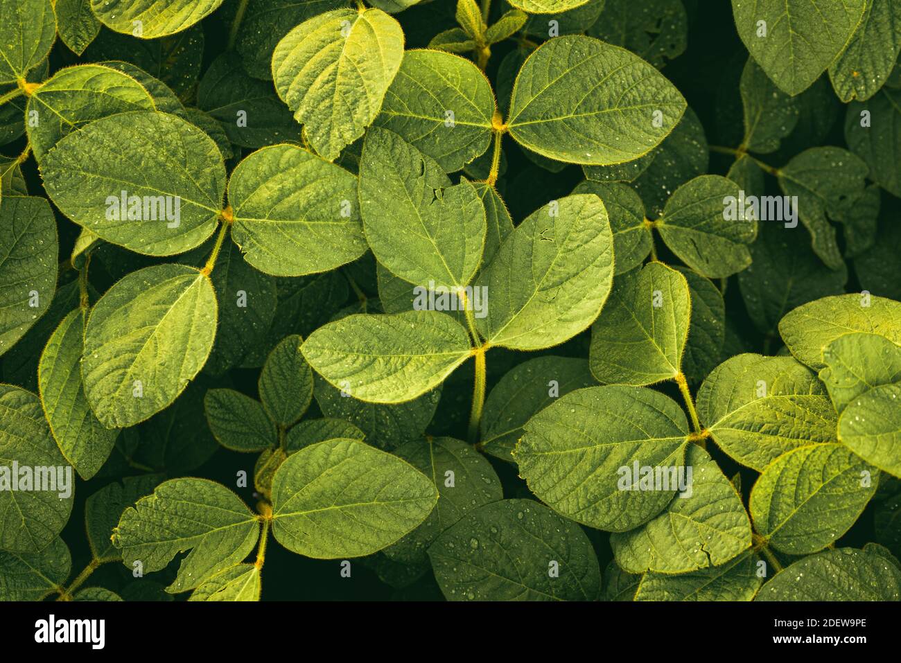 Soybean field ripening spring hi-res stock photography and images - Alamy
