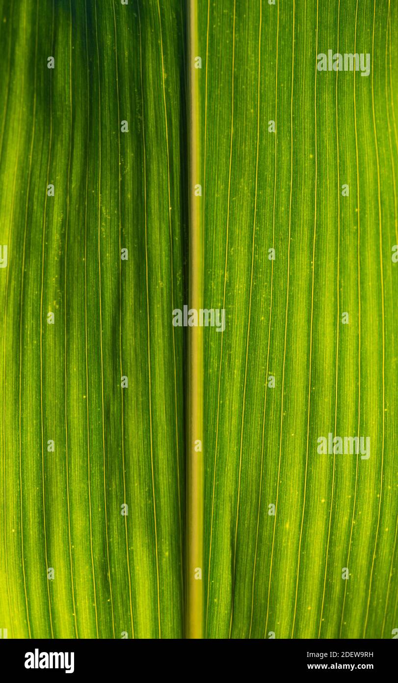 Green growing leaves of maize in a field. Background Stock Photo - Alamy