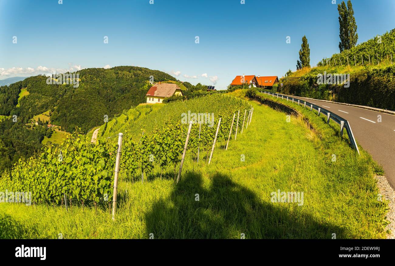 Vineyard on Austrian countryside. Landscape of styrian nature.. Kitzeck ...