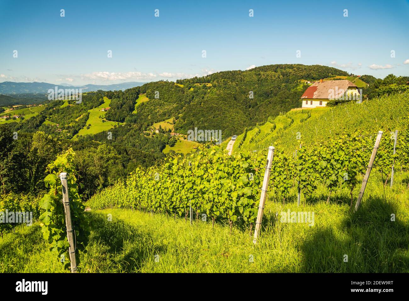 Vineyard on Austrian countryside. Landscape of styrian nature.. Kitzeck ...