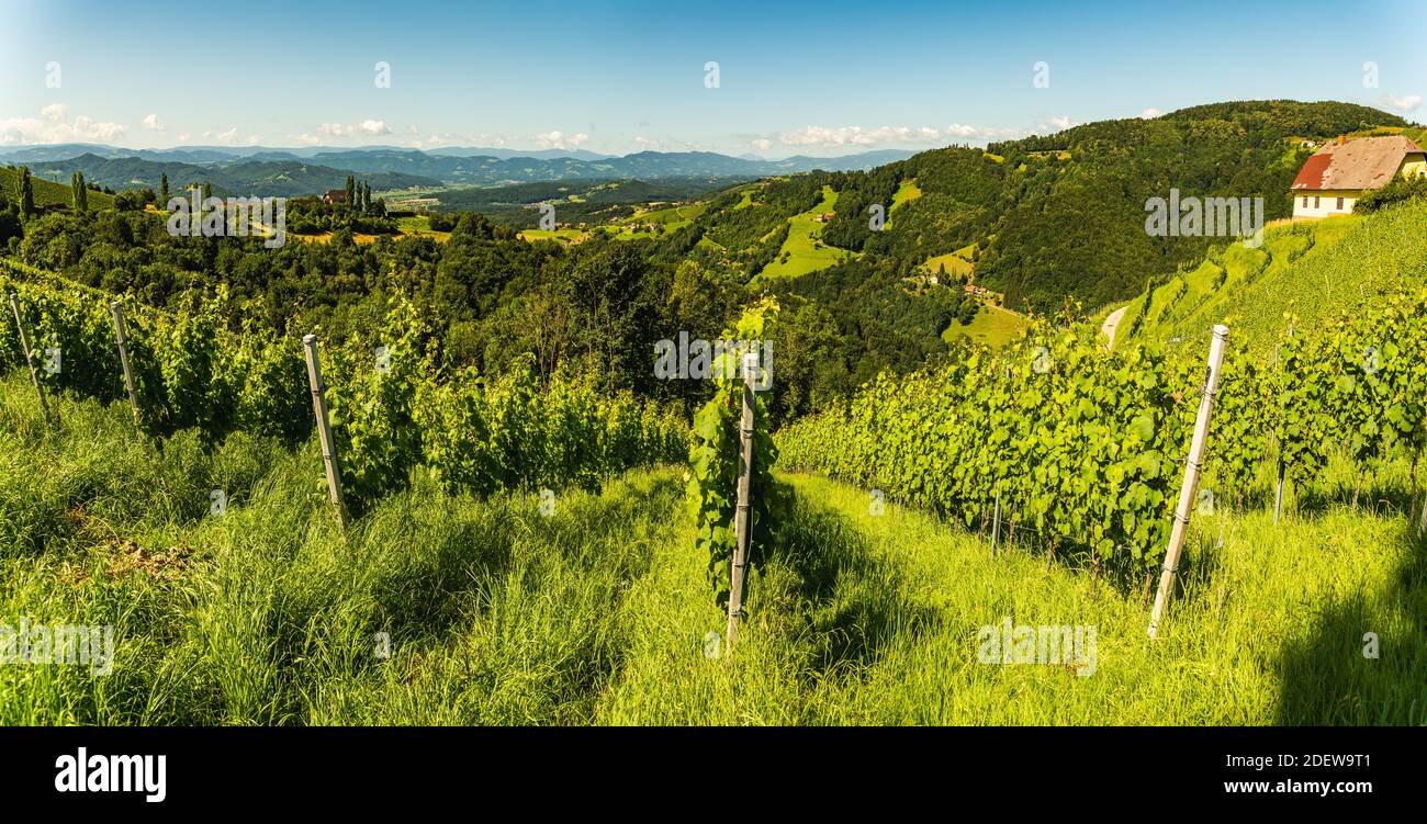 Vineyard on Austrian countryside. Landscape of styrian nature.. Kitzeck ...