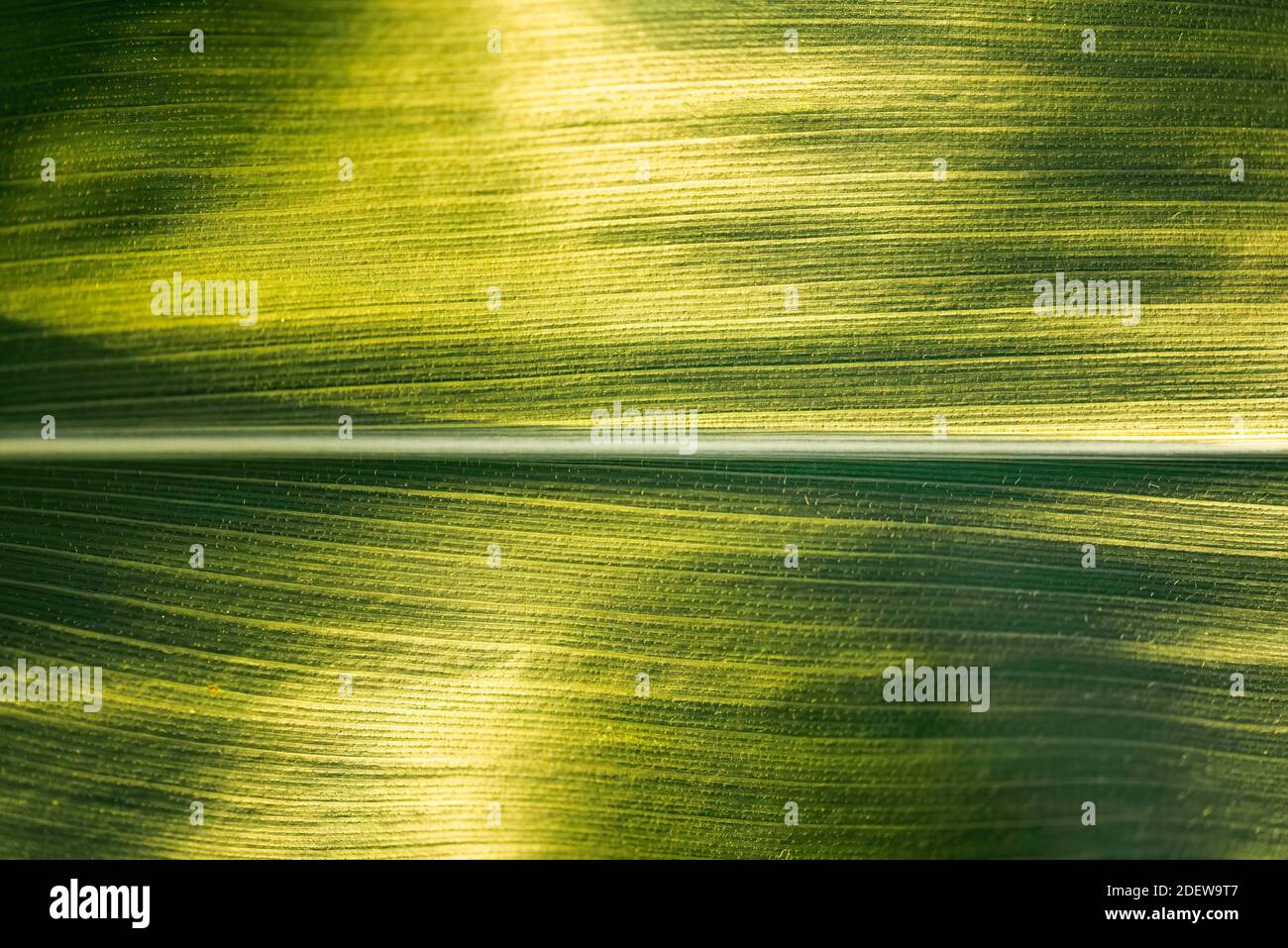 Green growing leaves of maize in a field. Background Stock Photo - Alamy