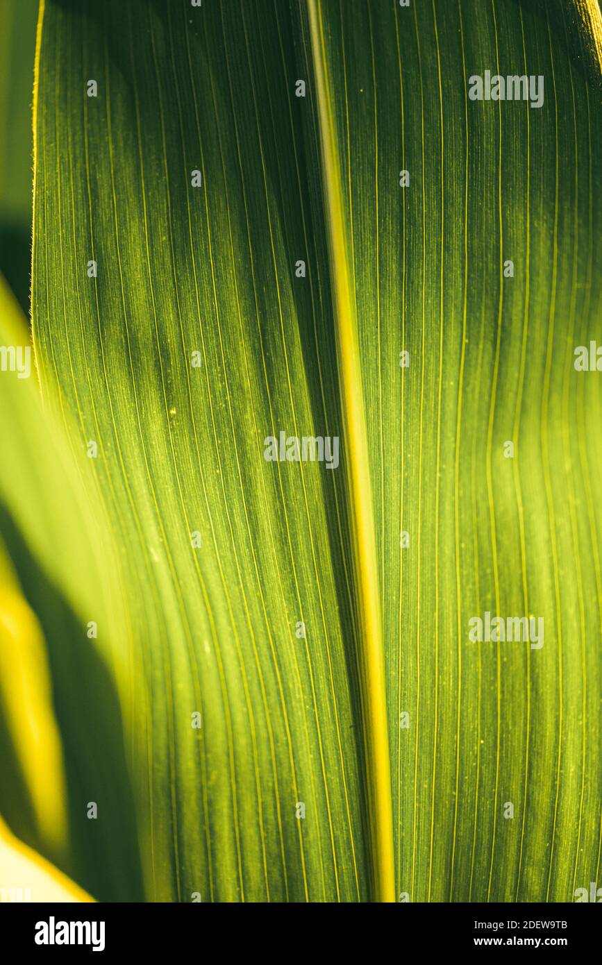 Green growing leaves of maize in a field. Background Stock Photo - Alamy