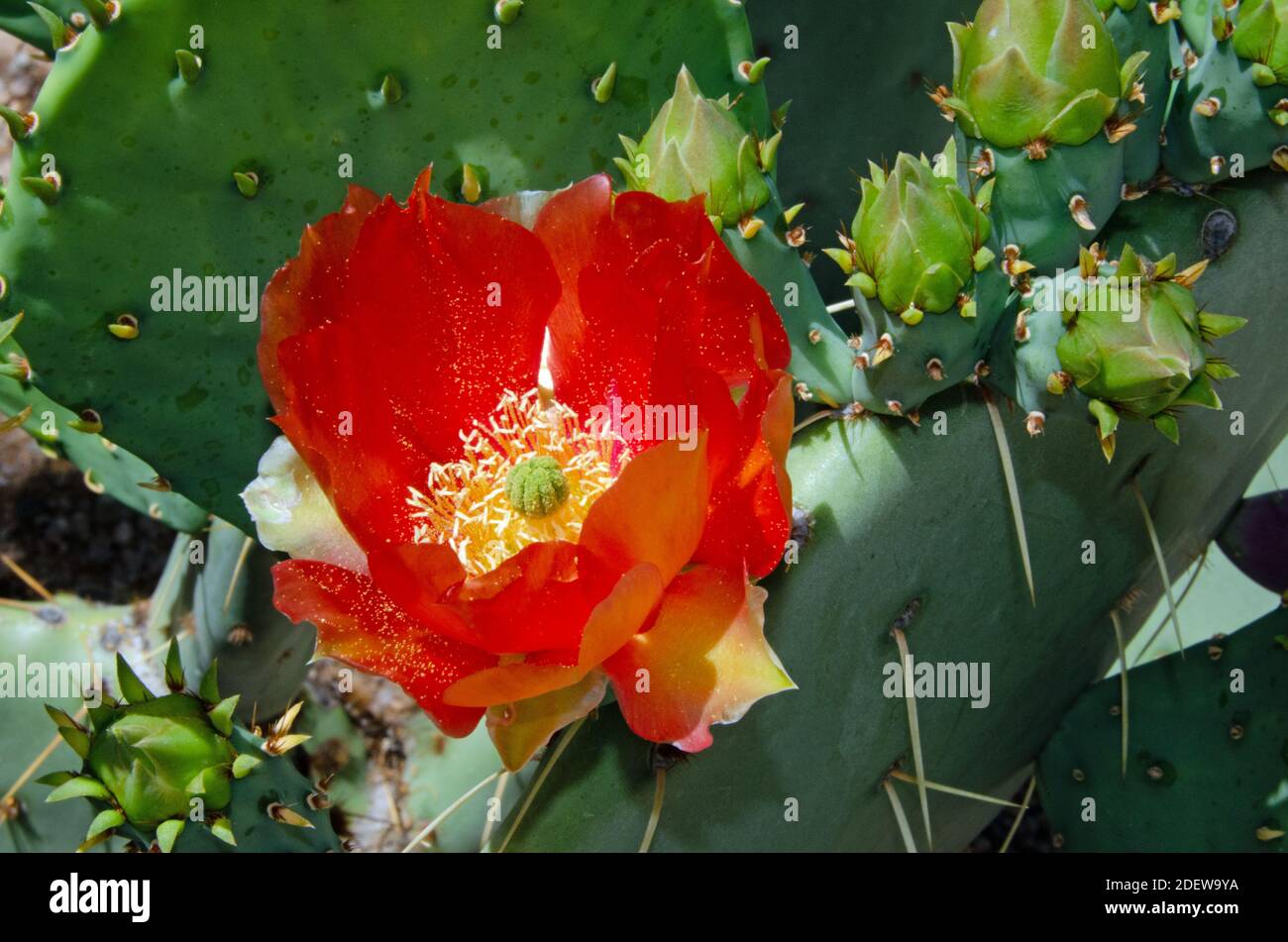 Red Flower Prickly Pear Cactus Stock Photo - Alamy