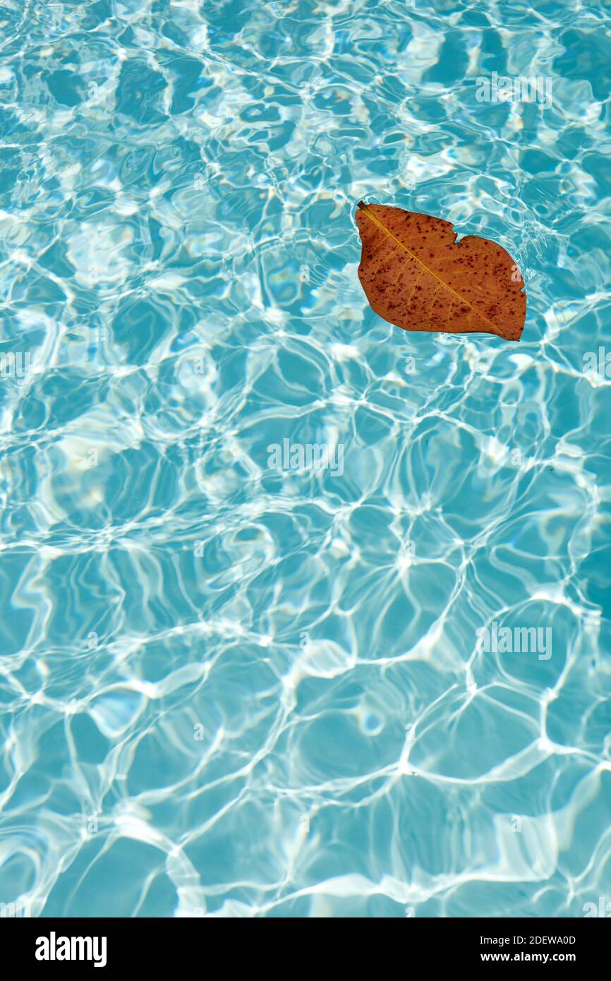 leaf floating on crystal clear pool Stock Photo - Alamy