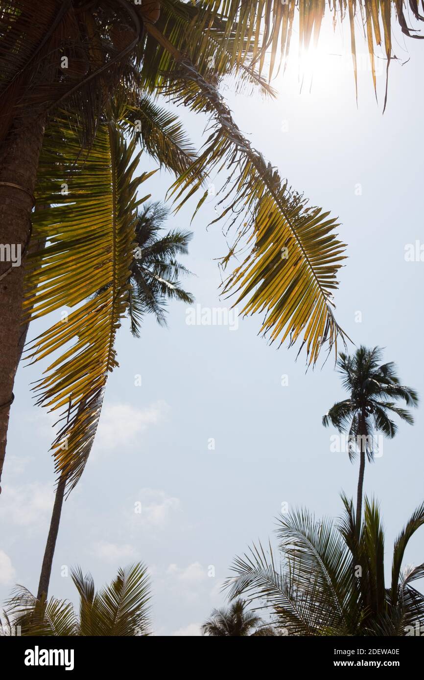 coconut trees weaving in the wind against sunlight Stock Photo - Alamy