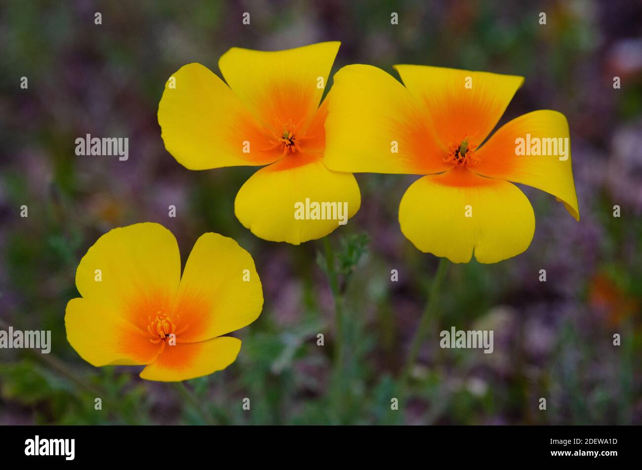 California Pippies (Eschscholzia californica Stock Photo - Alamy