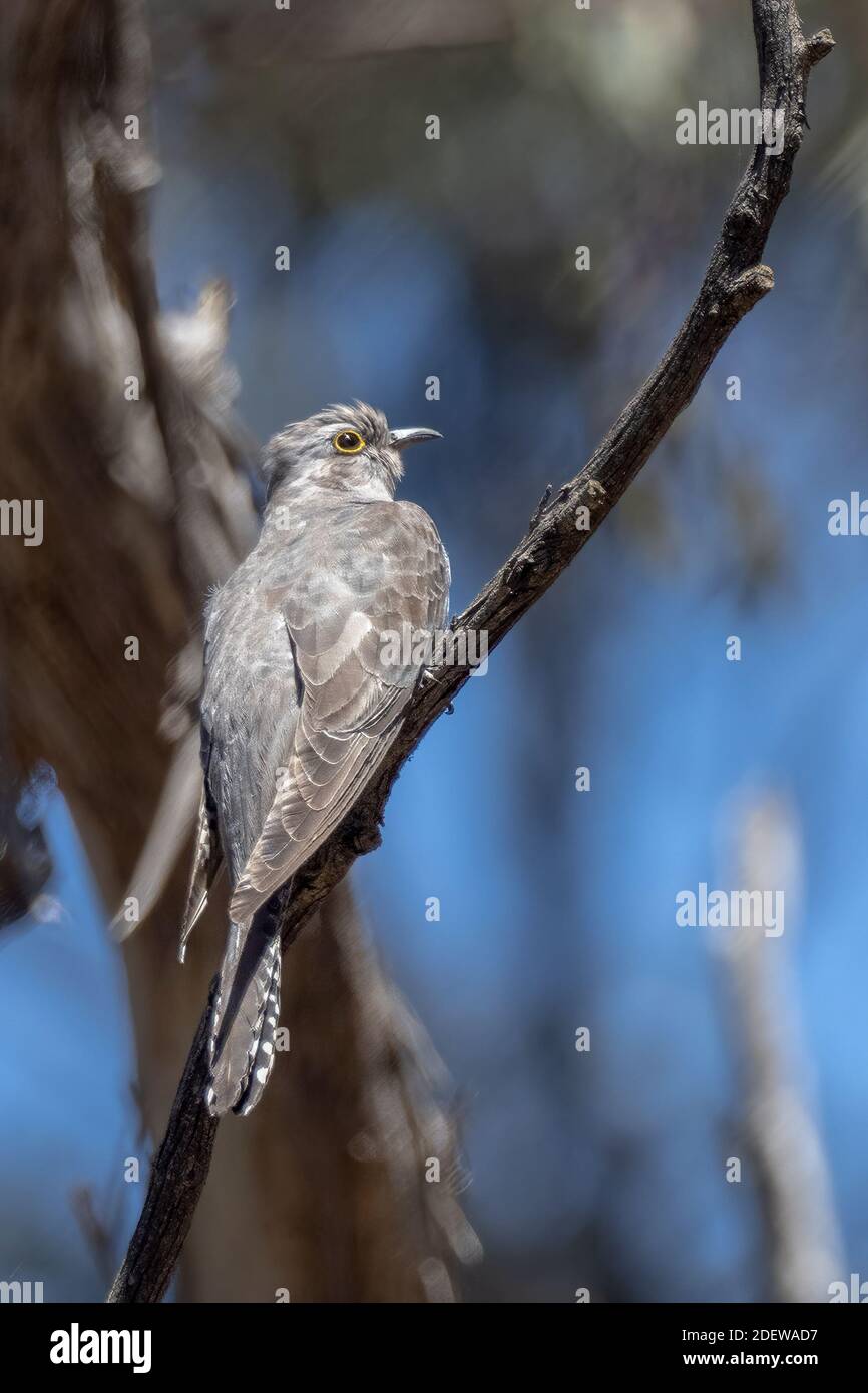 Australian cuckoo hi-res stock photography and images - Alamy