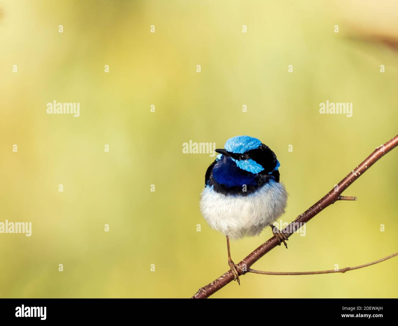 Australian female superb fairy wren hi-res stock photography and images ...