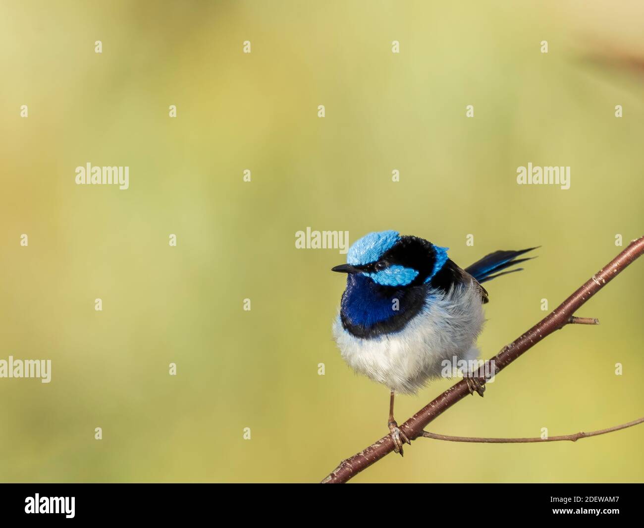 An adult male Superb Fairywren (Malurus cyaneus) in its rich blue and ...
