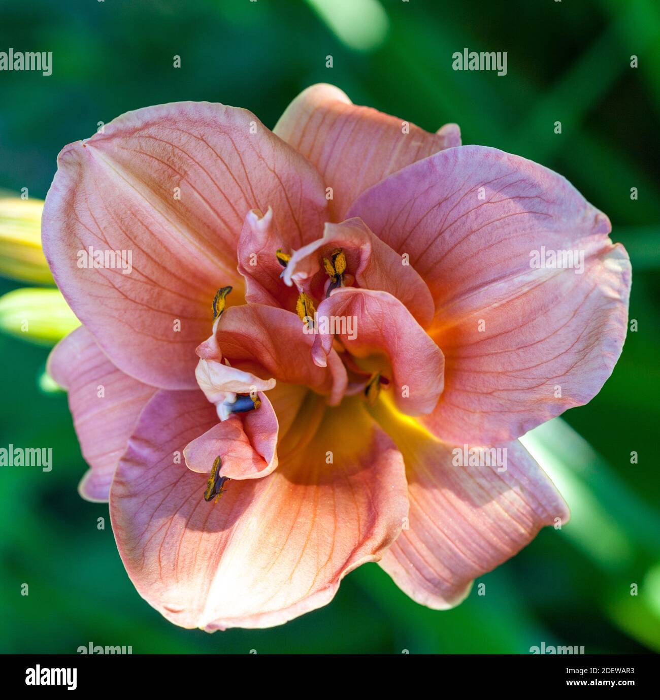 Infinity plant hi-res stock photography and images - Alamy