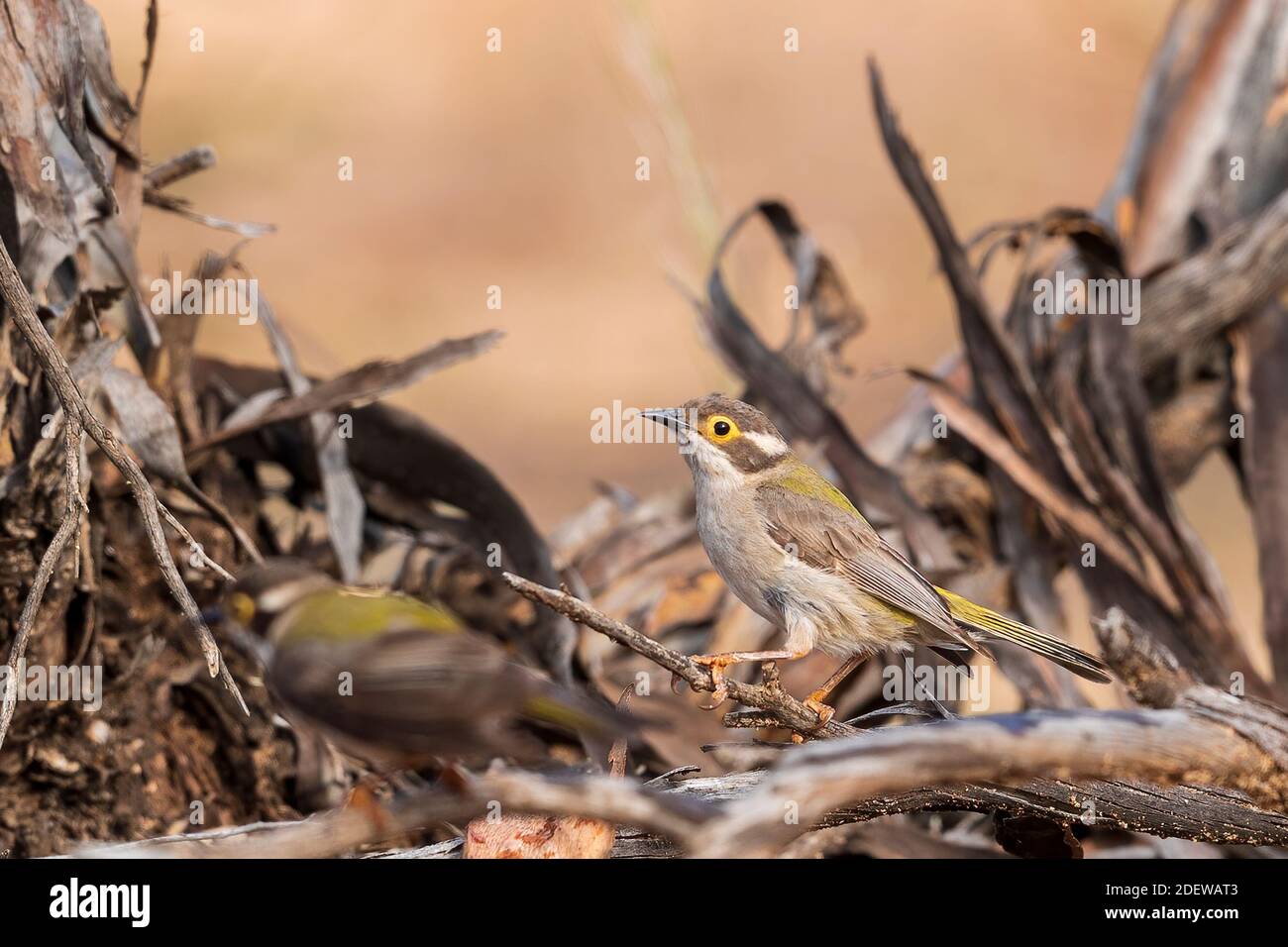 A small bird with a plain olive green body, a brown head and a creamy ...
