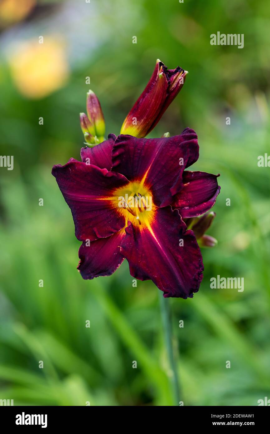 'Chicago Blackout' Daylily, Daglilja (Hemerocallis Stock Photo - Alamy
