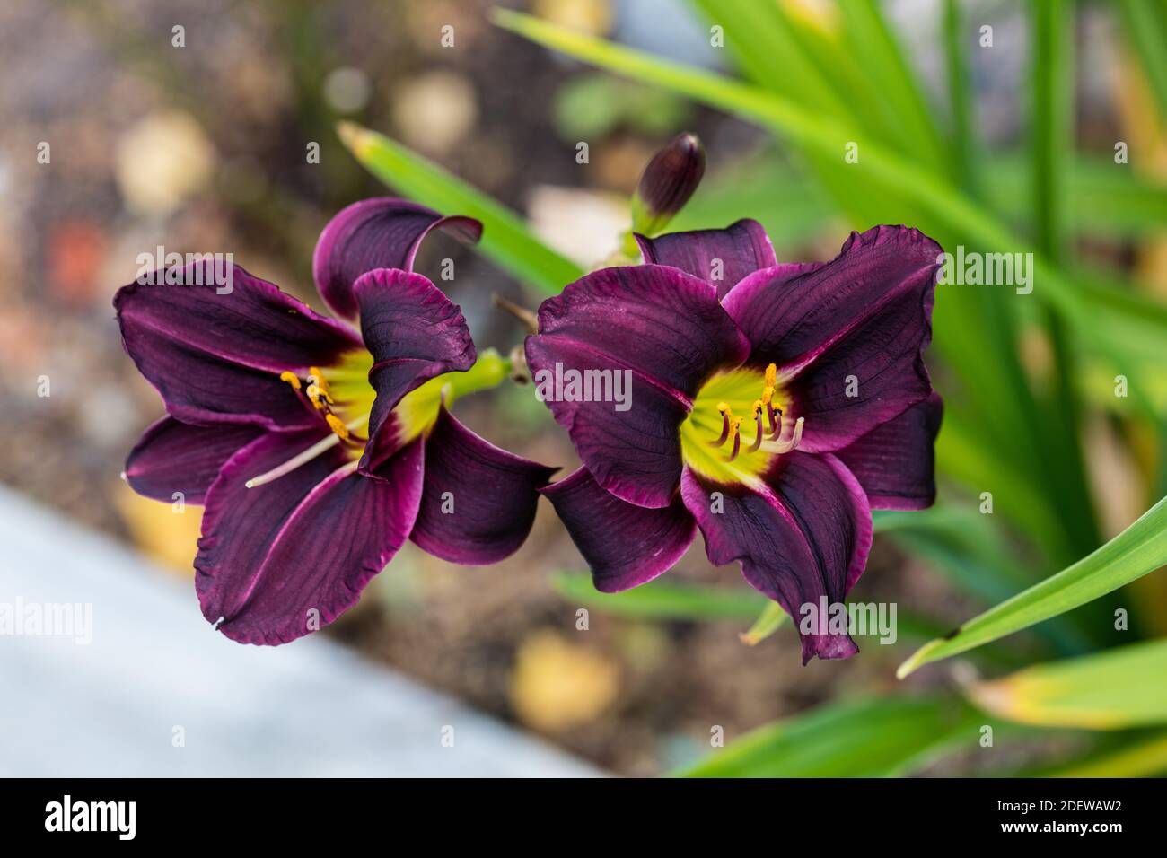 'Chicago Blackout' Daylily, Daglilja (Hemerocallis Stock Photo - Alamy
