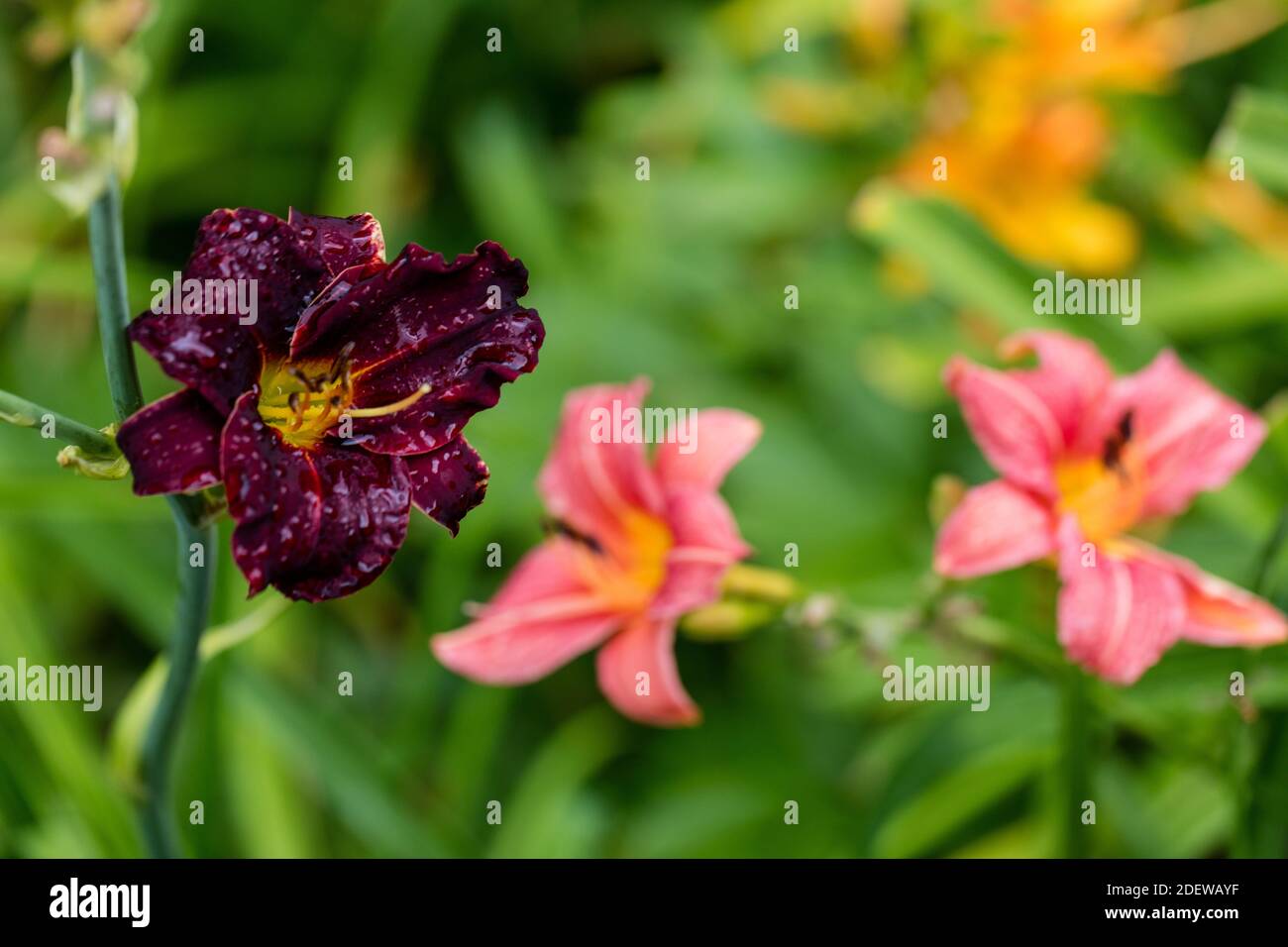 'Chicago Blackout' Daylily, Daglilja (Hemerocallis Stock Photo - Alamy