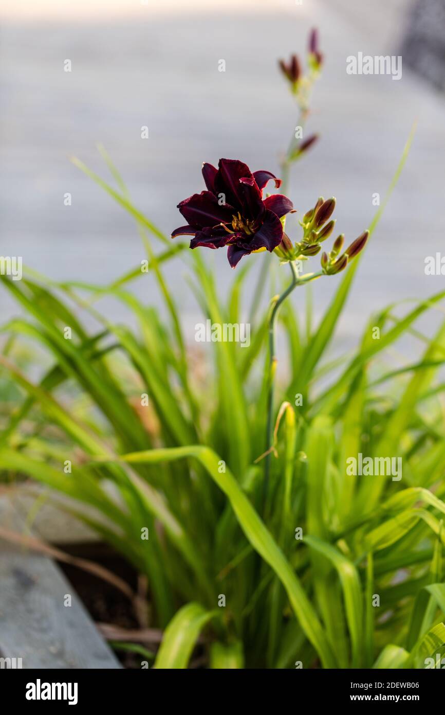 'Chicago Blackout' Daylily, Daglilja (Hemerocallis Stock Photo - Alamy