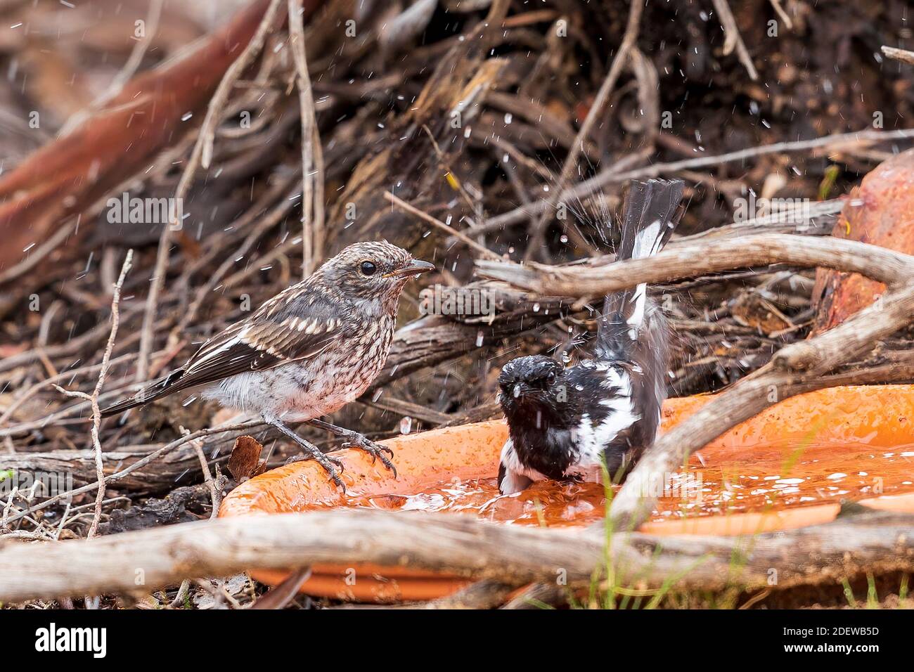 A juvenile female Hooded Robin (Melanodryas cucullata) perched on the ...