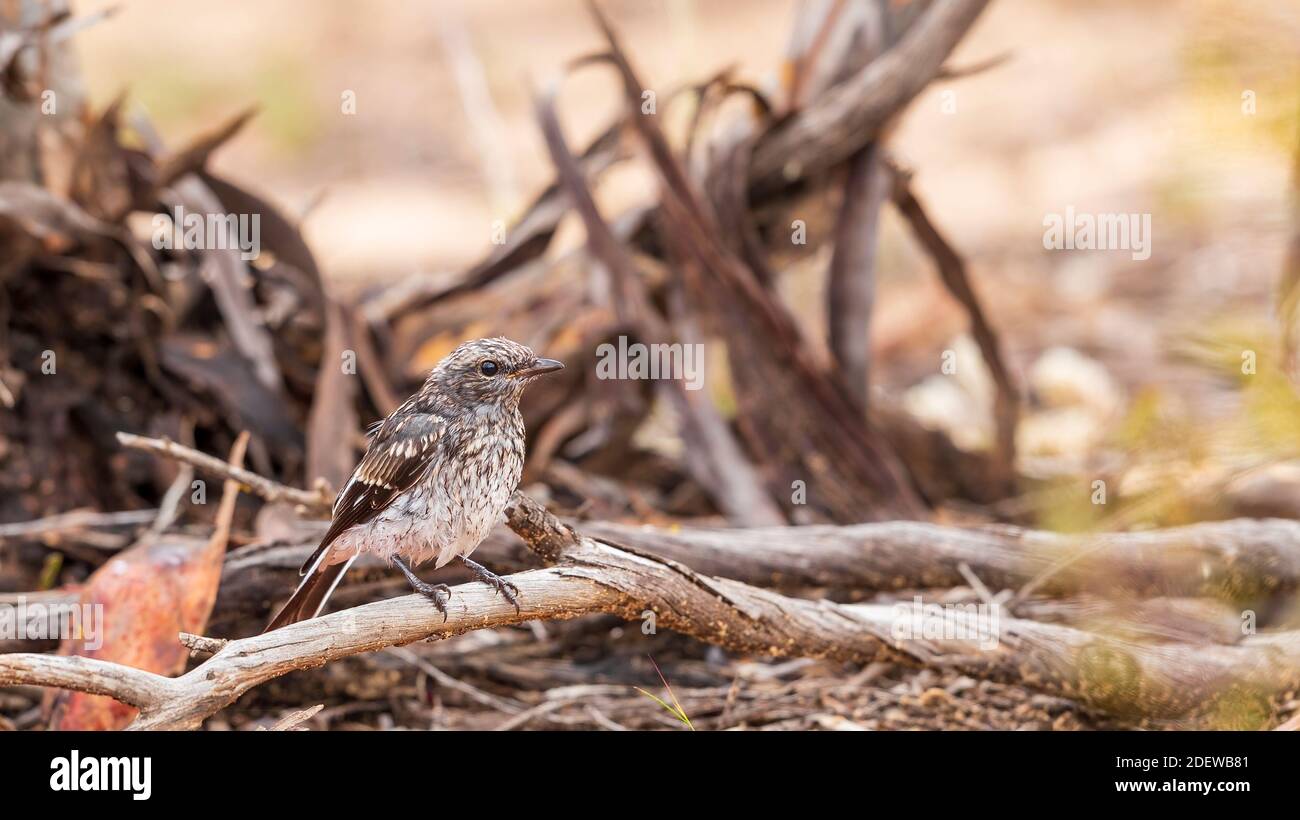 A juvenile female Hooded Robin (Melanodryas cucullata) perched on a ...