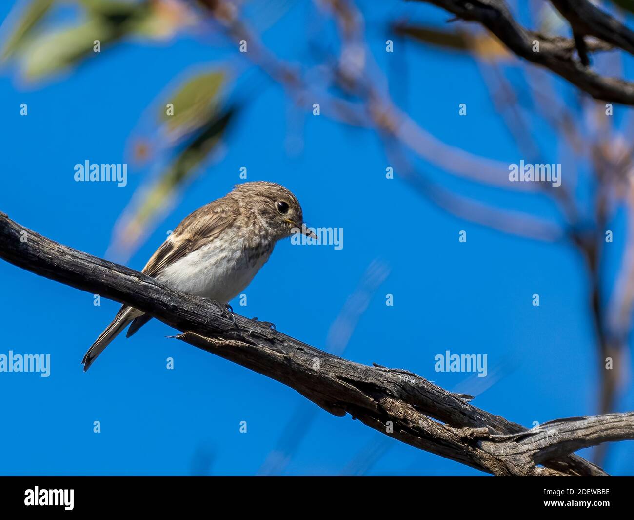 Australian scarlet robin hi-res stock photography and images - Alamy