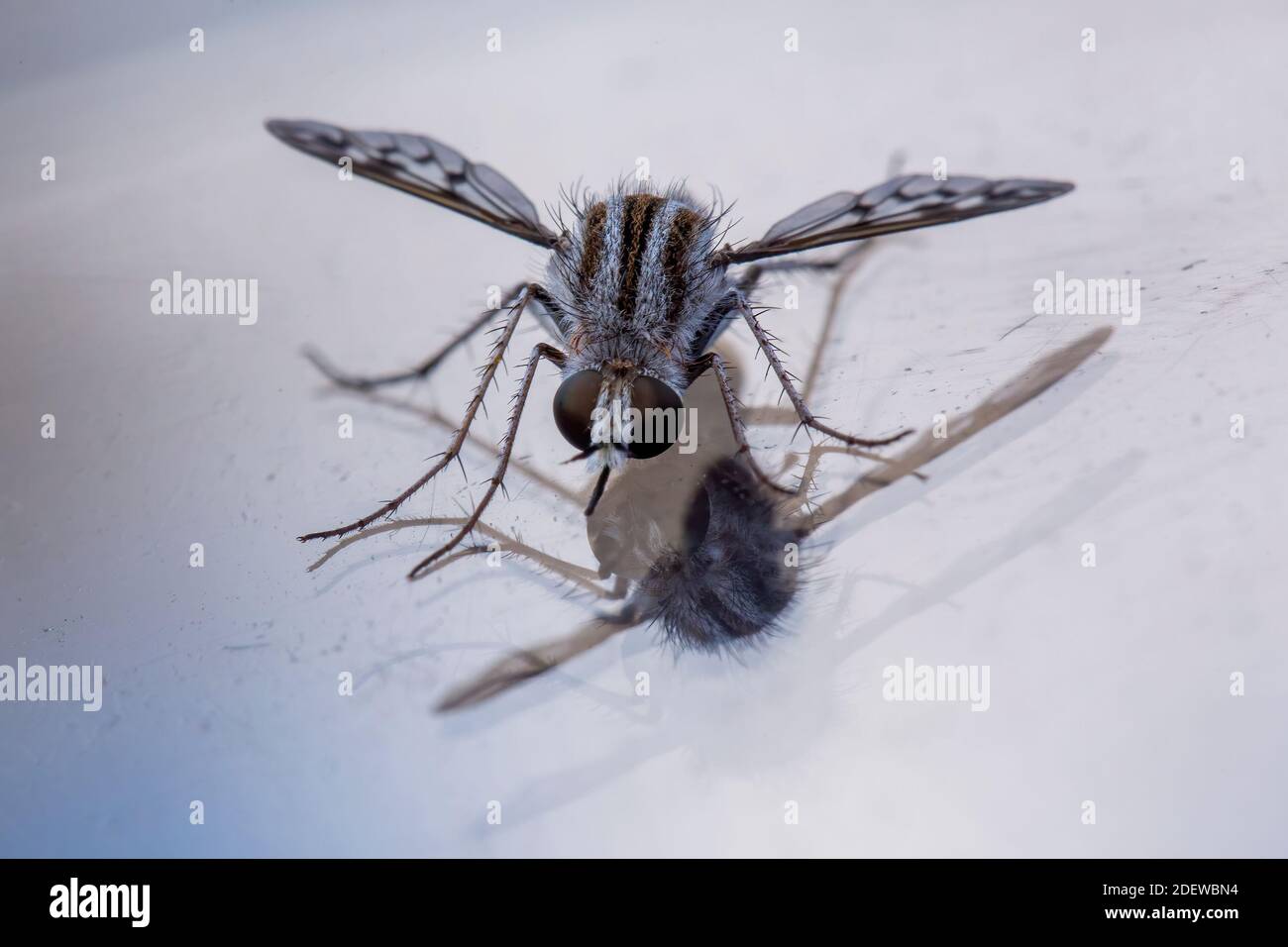 A perched Fly with stripes of the scientific Superfamily Asiloidea ...