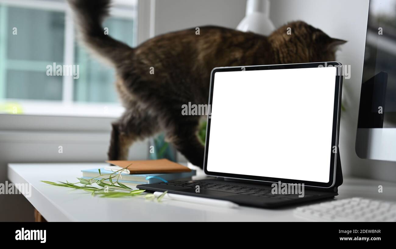A laptop with blank screen and cat on white desk with stationery ...